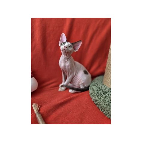 Devon Rex Kittens For Sale Affordable Prices And Quality Breeders