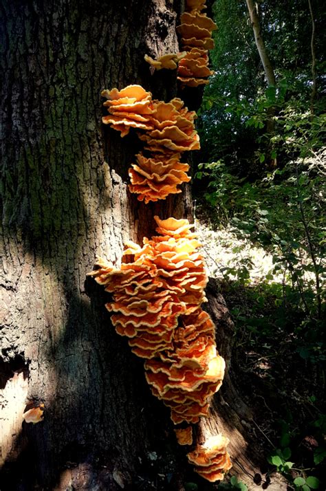 Darwin Tree Of Life Reading The Genomes Of All Life A New Platform For Understanding Our