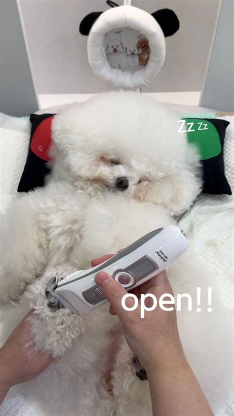 공구중 순심이 미용 스트레스가 심해서 직접 학원 다니며 애견미용사 3급 자격증을 딴지 8년이 되었어요 2급 준비 중 관둔 🥲 자격증 취득 후 여전히 방구석 미용사지만