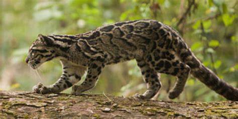 Clouded Leopards Wallpapers Wallpaper Cave