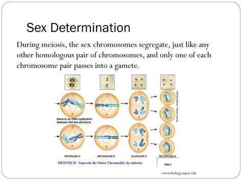 Ppt Blueprint Of Life Topic 12 Sex Linked Genes Powerpoint Ppt Blueprint Of Life Topic 12 Sex Linked Genes Powerpoint