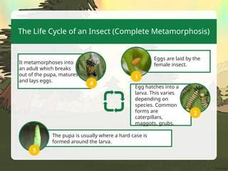 Life Cycles Mammals Amphibians Insects And Birds Pptx