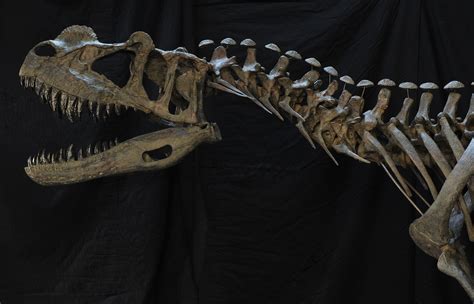 Ceratosaurus Skeleton Gaston Design Inc