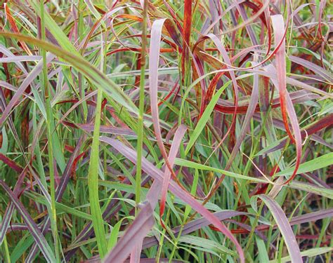 Ruby Ribbons™ Switch Grass Green Promise Farms