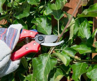 When To Prune Fruit Trees Experts Reveal The Best Timings Homes And Gardens