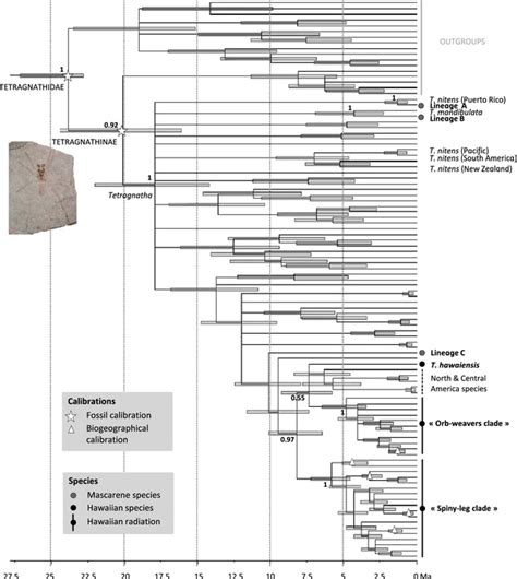 Calibrated Phylogeny Of The Genus Tetragnatha Stars Indicate Fossil Download Scientific