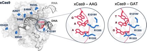 Flexibility In Pam Recognition Expands Dna Targeting In Xcas9 Elife