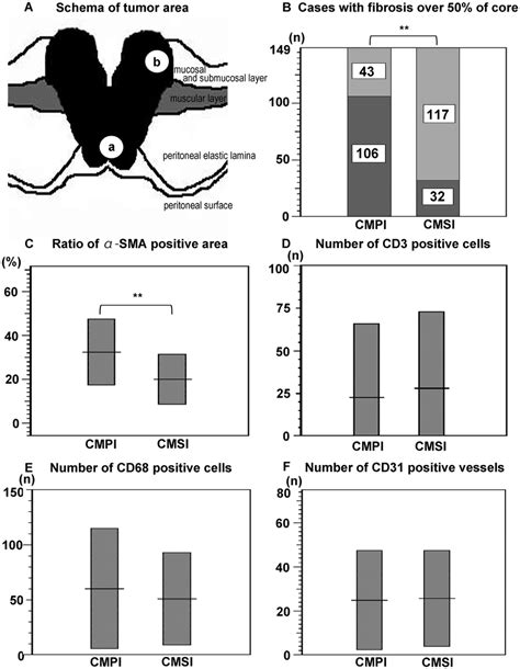 Pathological Features Of Tumor Microenvironment Explored By Using