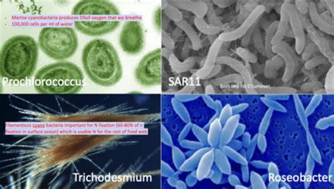 The Microbiome L15 Marine Microbes And Coral Reefs Flashcards Quizlet