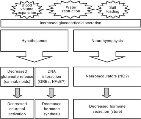 Schematic Representation Of Glucocorticoid Actions In The Cns In Download Scientific Diagram
