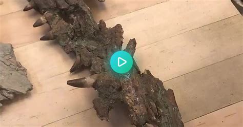 Fossil Album On Imgur