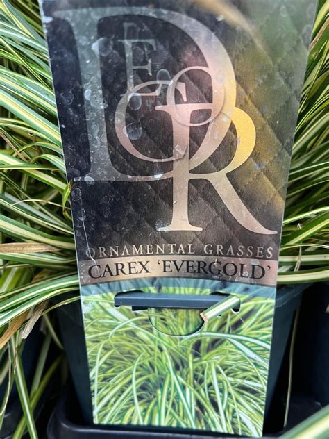 Carex Evergold Holland House Garden Centre Preston