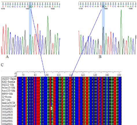 A B Base Pair Substitution From G A At Isolate 21 Which Illustrated Download Scientific