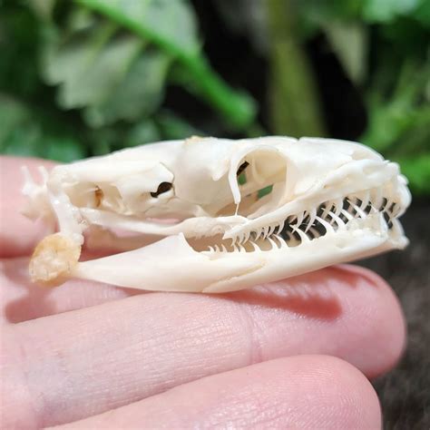 Skullstore Buy Reptile Skulls Skins Skeletons Taxidermy Online