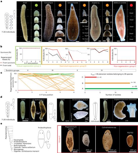 Evolutionary Dynamics Of Whole Body Regeneration Across Planarian