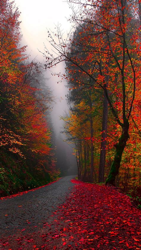 Nature Wallpaper Whatsapp