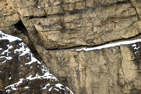 Can You Spot The Leopard In Optical Illusion In 60 Seconds