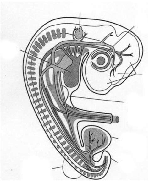 96 Hr Chick Embryo Diagram Quizlet