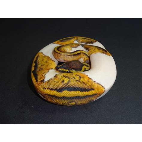 Pastel Piebald Ball Python Hatchling Strictly Reptiles