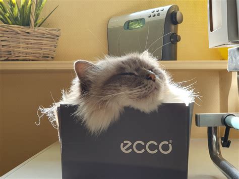 Chilling In His Favorite Box Scrolller