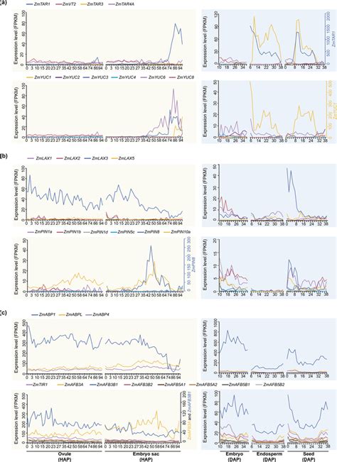 Expression Profiles Of Genes Involved In The Auxin Pathway In The Seed