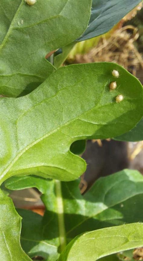 Identifying Aphidius Wasp In Your Organic Garden Never Ending Nature