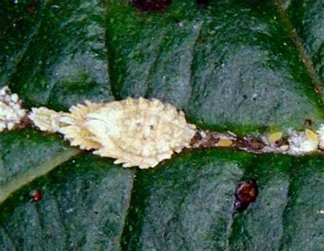 Nipaecoccus Nipae Scale Insects