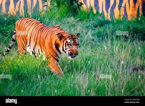 Siberian Tiger Habitat