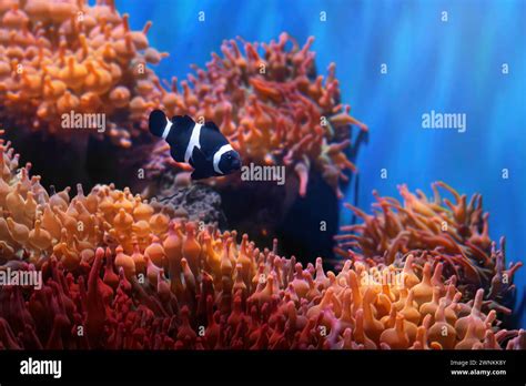 Black Ocellaris Clownfishamphiprion Ocellaris Marine Fish Stock