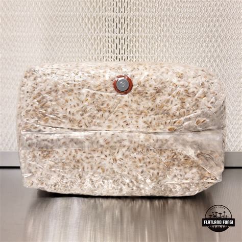 Fully Colonized Gourmet Mushroom Spawn Bag Flatland Fungi