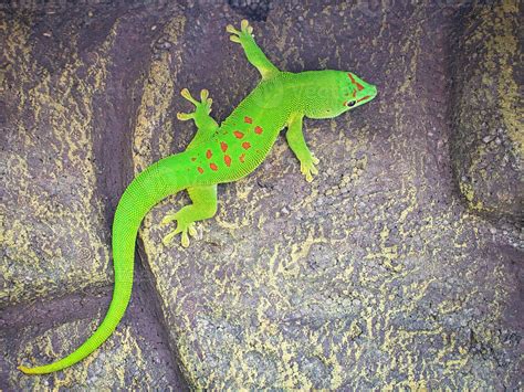 El Geko Verde Esmeralda Es Un Hermoso Depredador Tibio Caza Insectos