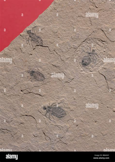 Fossil Dragonfly Larvae Libellula Doris Length Of Each 18mm Miocene