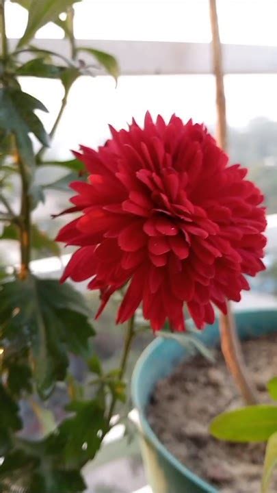 চন্দ্রমল্লিকা ফুল গাছ অল্প যত্ন কিভাবে ভালো থাকবে Flowers Plants Garden Nature