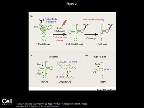 Small Rna Modifications Integral To Function And Disease Ppt Download
