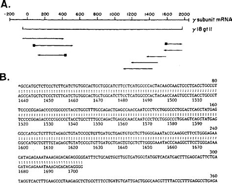Figure 3 From A Universal Oligonucleotide Probe For Acetylcholine