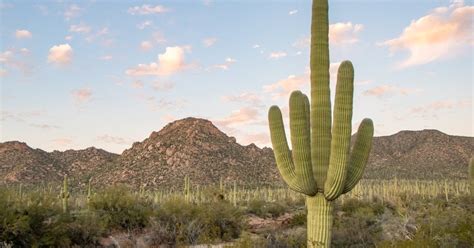 Cacti Monitoring Tool Spiked By Critical Sql Injection Vulnerability