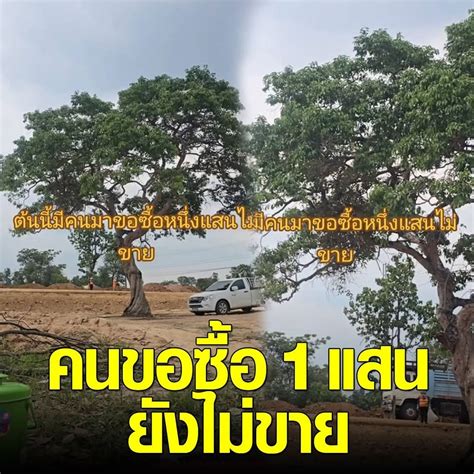 อาหารเพื่อสุขภาพ ต้นไม้ฟอร์มสวย มีคนขอซื้อ 100 000 บาท ยังไม่ยอมขาย Facebook