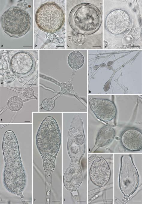 Phytophthora Taxon Parsley Morphology A Oogonium With ‘wavy Wall B Download Scientific