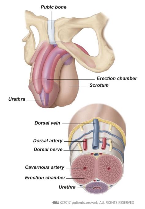 Anatomía Pene Doctor Peinado