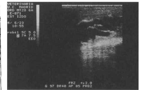 Ultrasound Image Of The Left Testicle The Tortuou Anechoic
