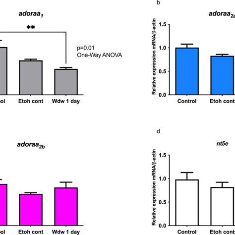 Gene Expression Of Adenosine Receptors And Ecto 5 Nucleotidase After