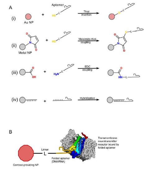 Nanoparticle­aptamer Conjugation Methods And Application Of