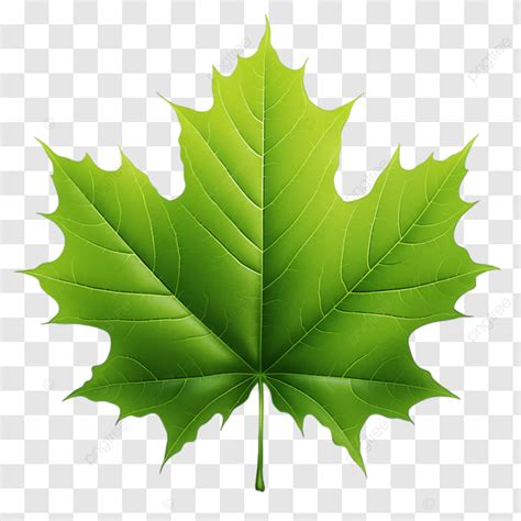 현실적인 녹색 단풍잎 그림 그린메이플잎 자연 디자인 식물학 Png 일러스트 및 이미지 에 대한 무료 다운로드 Pngtree