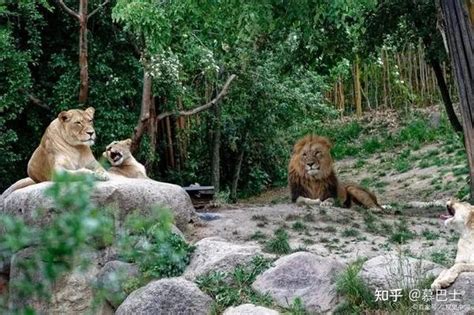 北京野生动物园门票多少钱？怎么购票？ 知乎