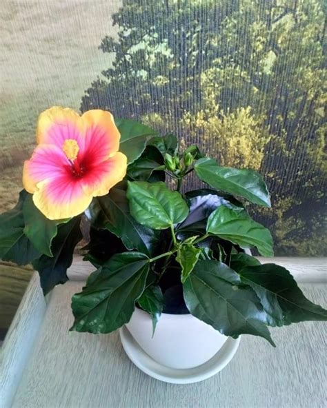 მცენარეების მაგია ყვავილები რომელიც გათხოვებაში დაგეხმარებათ ყველაზე უიმედო სიტუაციაშიც კი