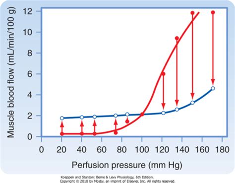 Hemodynamics Microcirculation And Lymphatics Flashcards Quizlet