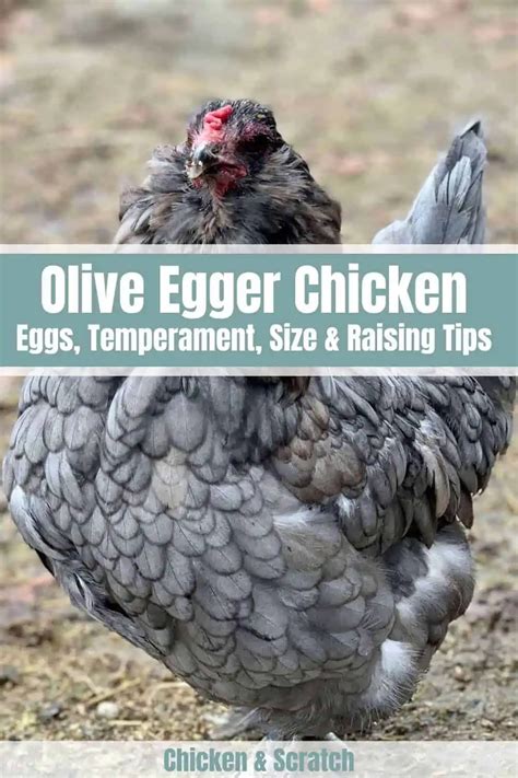 Olive Egger Eggs Temperament Size And Raising Tips