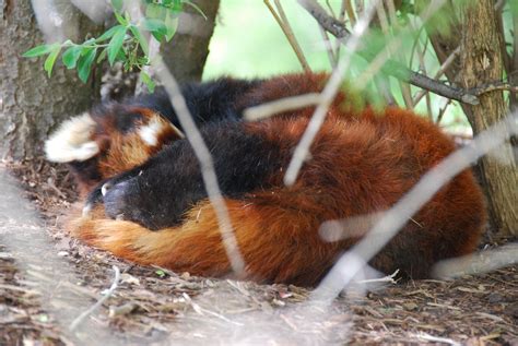 Sleeping Red Panda 2 Cetaylor Flickr