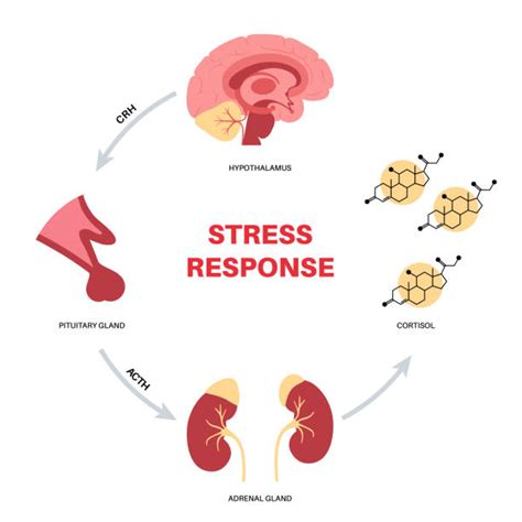 40 Hpa Axis Stock Illustrations Royalty Free Vector Graphics And Clip