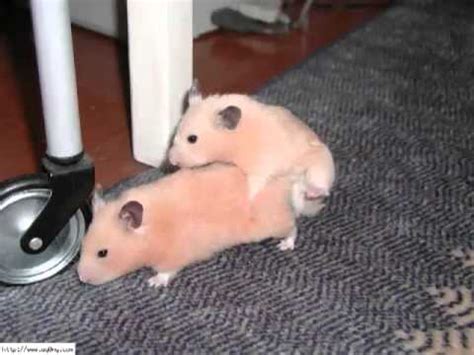 Hamster Sex YouTube